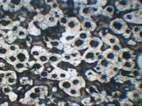 Microstructure Analysis Lab Mumbai, Pune, Nashik,Chennai,Hyderabad,India